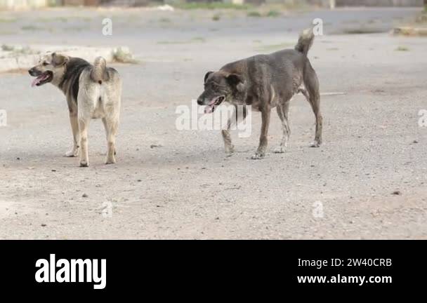A shelter for dogs where different types of stray dogs live. Dogs drink ...
