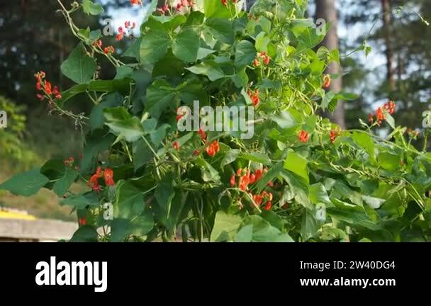Beautiful blooming plants of kidney bean with Red flowers in homemade ...