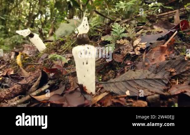 video of mushrooms, Strangled Stinkhorn, Staheliomyces cinctus growing ...