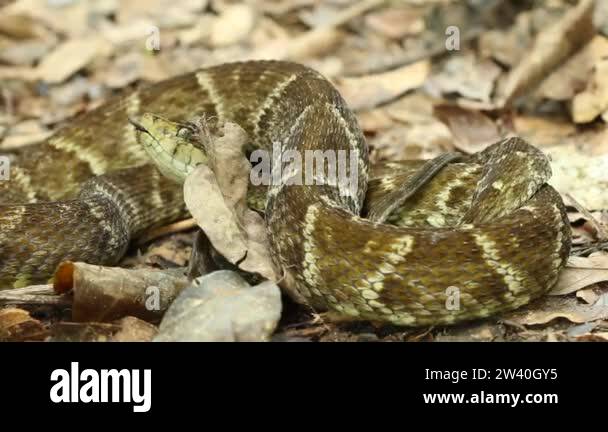 video of snake, large adult Fer de Lance, Bothrops atrox, venomous pit viper from Ecuador Stock ...