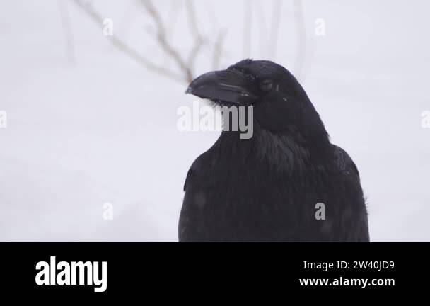 Black Raven looking at camera Stock Video Footage - Alamy