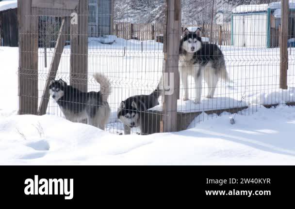 Young huskies in the aviary in winter. Husky dogs love to walk and play ...
