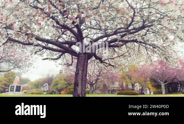 The blossom trees are in full bloom in Alexandra Gardens, Cathays ...