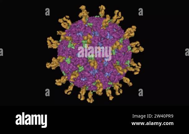 Atomic model of an infectious rotavirus particle, animated 3D Gaussian ...