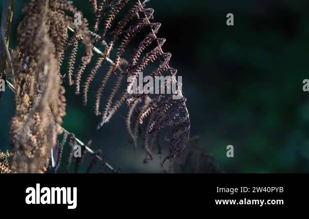 Spider fern Stock Videos & Footage - HD and 4K Video Clips - Alamy