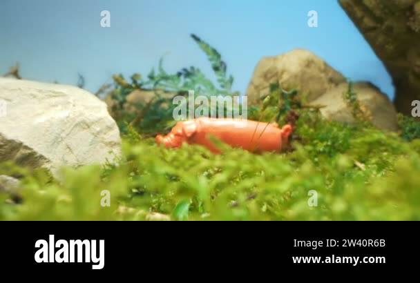 Farm cows pig chickens Stock Videos & Footage - HD and 4K Video Clips ...