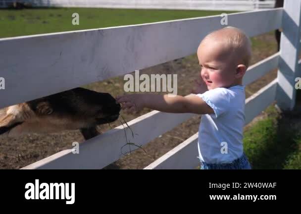 Nurturing animals Stock Videos & Footage - HD and 4K Video Clips - Alamy