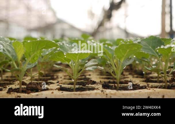 Sprouted young cabbage seedlings in a greenhouse. Farm theme. Seedlings ...