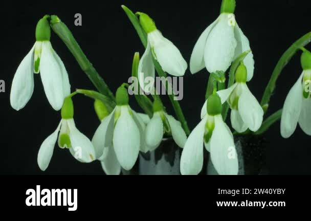 Galanthus plants Stock Videos & Footage - HD and 4K Video Clips - Alamy