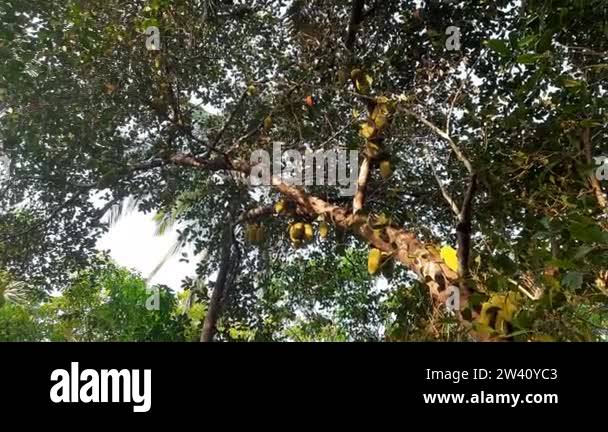 Jackfruit tree fruit Stock Videos & Footage - HD and 4K Video Clips - Alamy