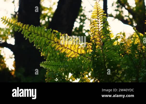 Close up detail fern Stock Videos & Footage - HD and 4K Video Clips - Alamy