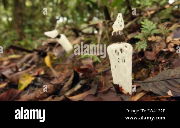 video of mushrooms, Strangled Stinkhorn, Staheliomyces cinctus growing ...