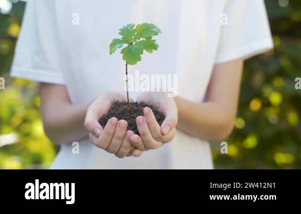 close up hands holding sapling of young oak tree. Female palms embrace ...
