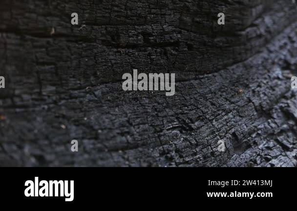 Old tree bark texture Stock Videos & Footage - HD and 4K Video Clips ...