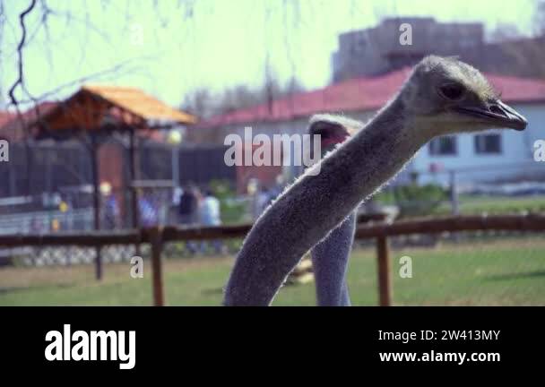 Bread on head Stock Videos & Footage - HD and 4K Video Clips - Alamy