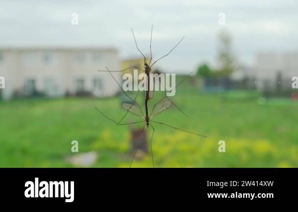 Two Crane fly, daddy-longlegs, mating, on window. mosquito breeding ...