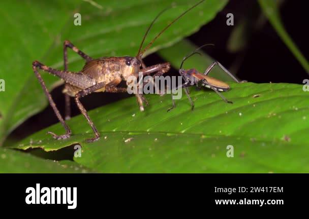 Cricket on plant Stock Videos & Footage - HD and 4K Video Clips - Alamy