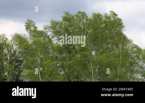 Crown of a tree sways in a strong wind. The leaves tremble under the ...