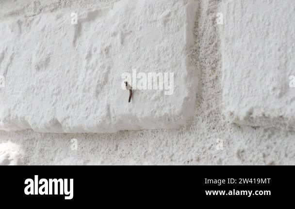 Grille insect Stock Videos & Footage - HD and 4K Video Clips - Alamy