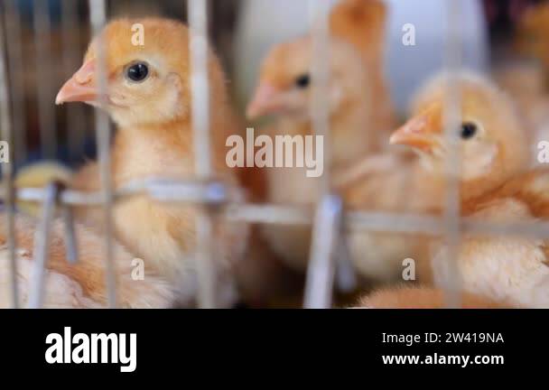 Livestock sale poultry chicken Stock Videos & Footage - HD and 4K Video ...