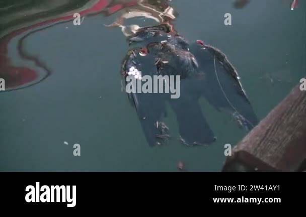 Bird pollution Stock Videos & Footage - HD and 4K Video Clips - Alamy