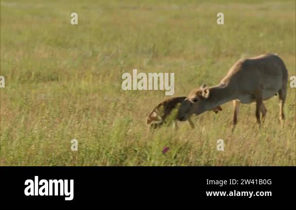 Saiga (female), margach or saiga (male) lat. Saiga tatarica). Oldest ...