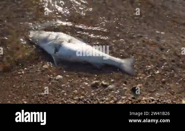 Chesapeake bay dead fish Stock Videos & Footage - HD and 4K Video Clips ...