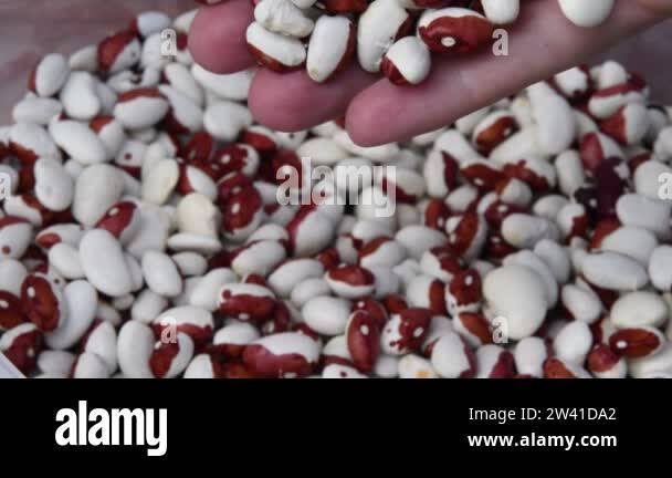 Spotted beans Stock Videos & Footage - HD and 4K Video Clips - Alamy