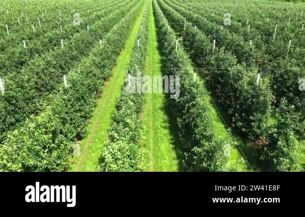 A View Of The Seedlings Of Trees From The Air, Flying Over Tree ...