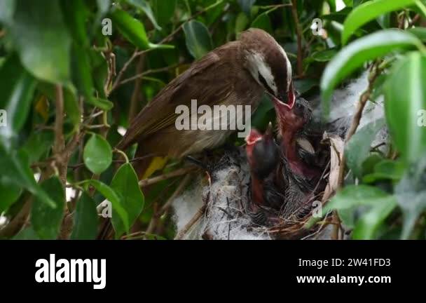 7 day old new born of baby birds in a nest of yellow-vented bulbul ...