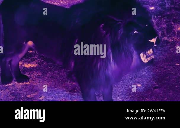 Lion violet Stock Videos & Footage - HD and 4K Video Clips - Alamy