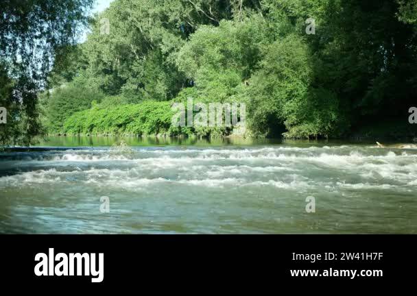 Knotweed Japanese river, invasive expansive species of dangerous plants ...