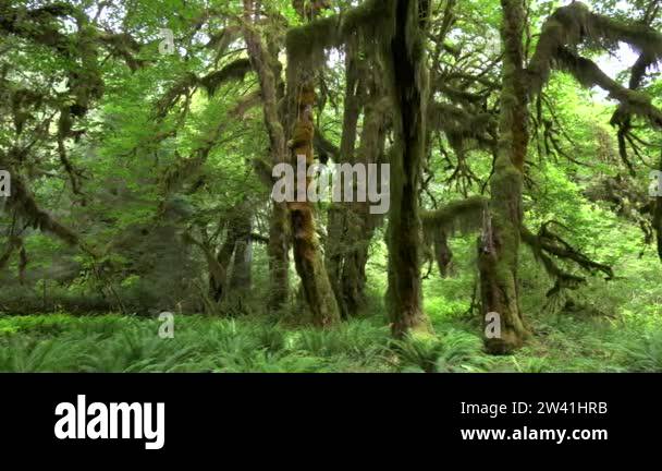Trees walk rain Stock Videos & Footage - HD and 4K Video Clips - Alamy