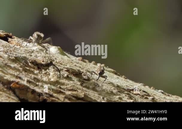 Pin-hole borer beetles, Ambrosia beetles, is insect pests in the mating ...