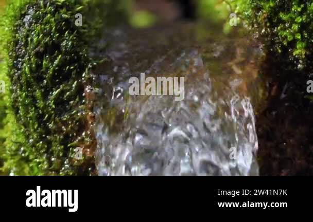 clear water of the spring flows through the trough. Forest water source ...