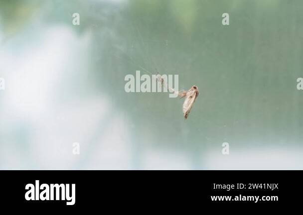 Insects, hunting, danger, strategy concept - spider is catching moth ...