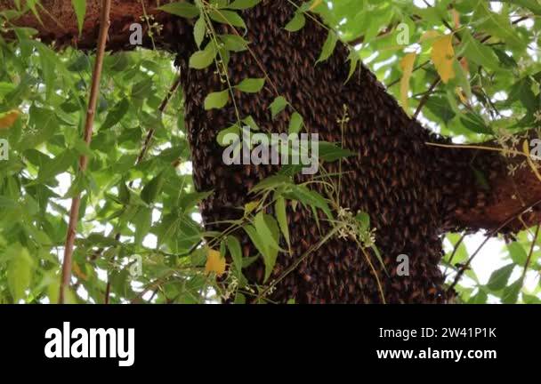 Close-Up of A large and huge bee hive hanging from a tree branch ...
