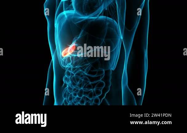 Human gallbladder anatomy stone Stock Videos & Footage - HD and 4K ...