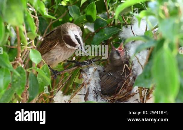 10 day old new born of baby birds in a nest of yellow-vented bulbul ...