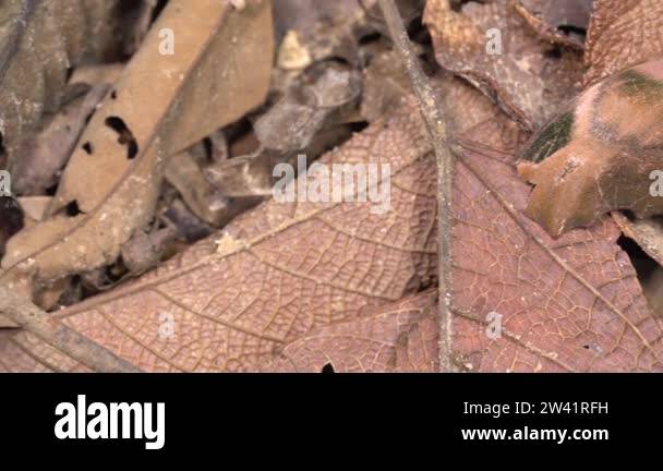Beige bug Stock Videos & Footage - HD and 4K Video Clips - Alamy