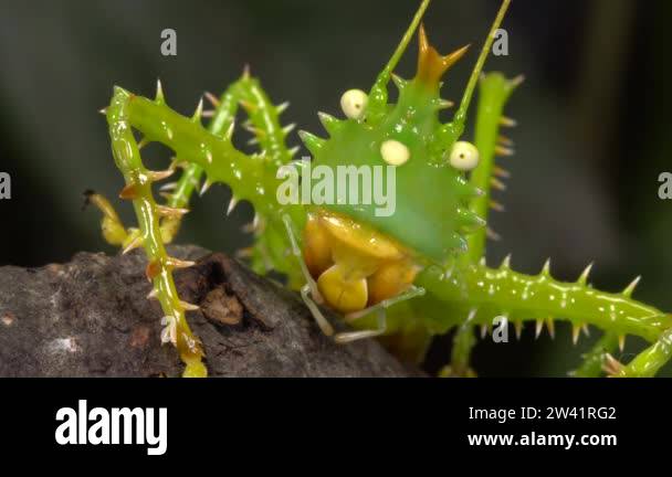 close up video, Thorny devil katydid, Panacanthus cuspidatus, green ...