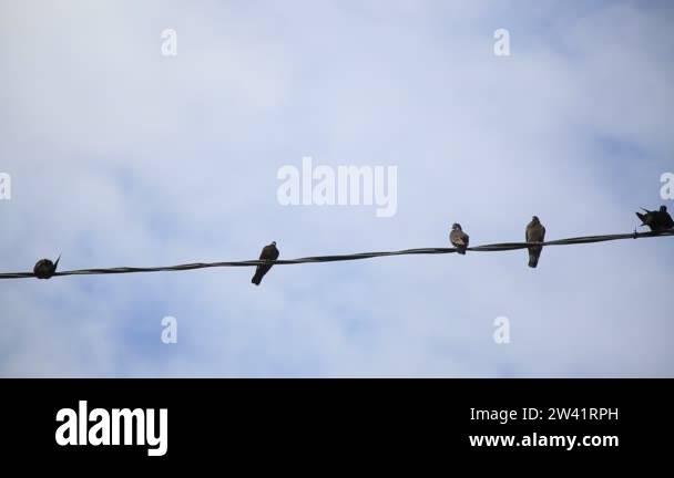 Pigeons seen on wire Stock Videos & Footage - HD and 4K Video Clips - Alamy