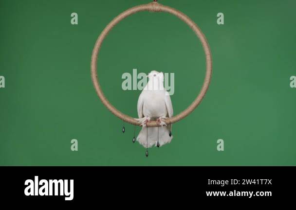 A real dove with beautiful white plumage sits on the ring and looks ...