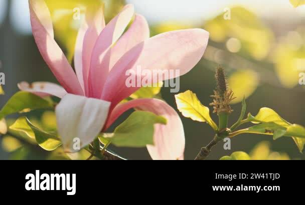 Magnolia tree blossoms. SLOW MOTION. Lens Flare. Filmed in 4K DCi ...