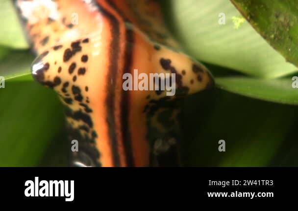 video of Giant land planarian worm the Ecuadorian Amazon Stock Video ...