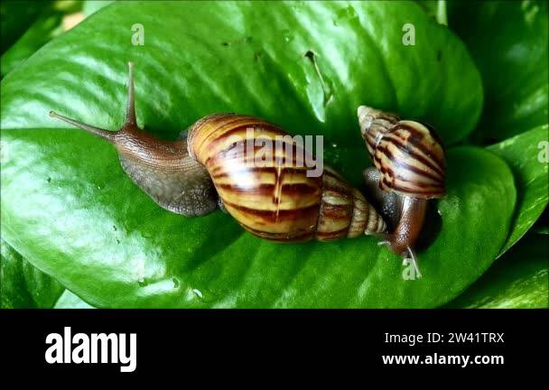 Two different size of brown stripe shell snails climbing on the vibrant ...