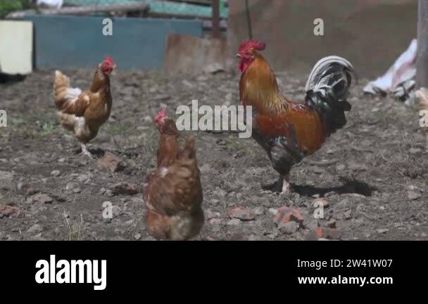Curly feathered rooster Stock Videos & Footage - HD and 4K Video Clips ...