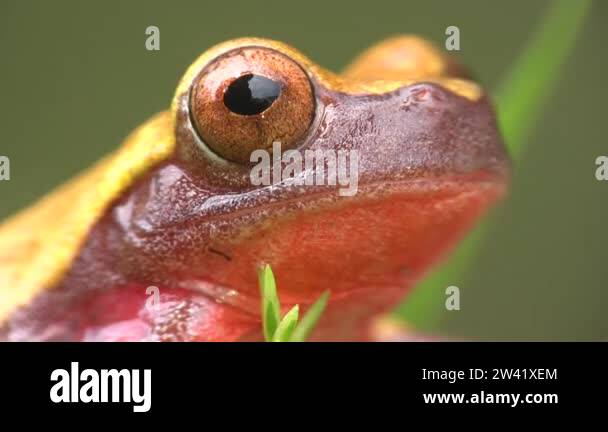 video of frog in nature, Clown treefrog, Dendropsophus triangulum Stock ...