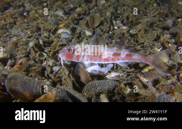 Sea fish Red mullet rotates in frame showing a bright dorsal fin Stock ...