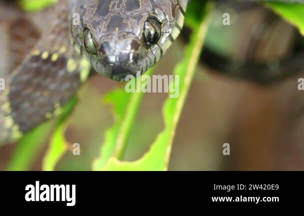 Moon snake Stock Videos & Footage - HD and 4K Video Clips - Alamy